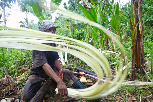 Manomboka mampaniry "abaca" ny ao amin'ny Sahan-javamaniry sy biby ao ...